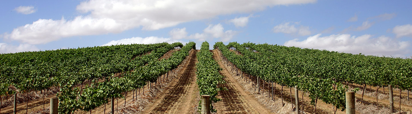 Vineyard - GrowData Developments