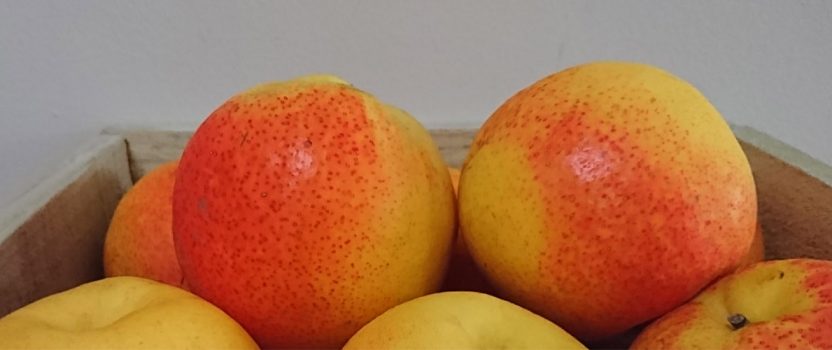 Harvesting Papples in the Goulburn Valley